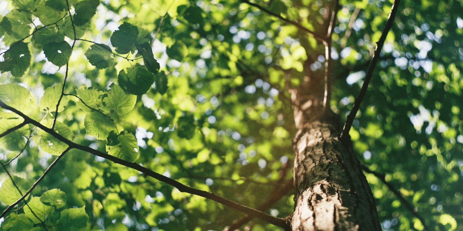 Autótrofos - Qué son, características, tipos y ejemplos