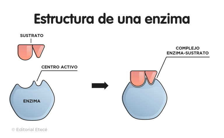 Enzimas - Concepto, estructura, función y clasificación