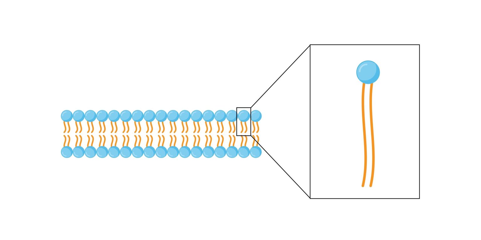 Membrana plasmática - Características, estructura y función