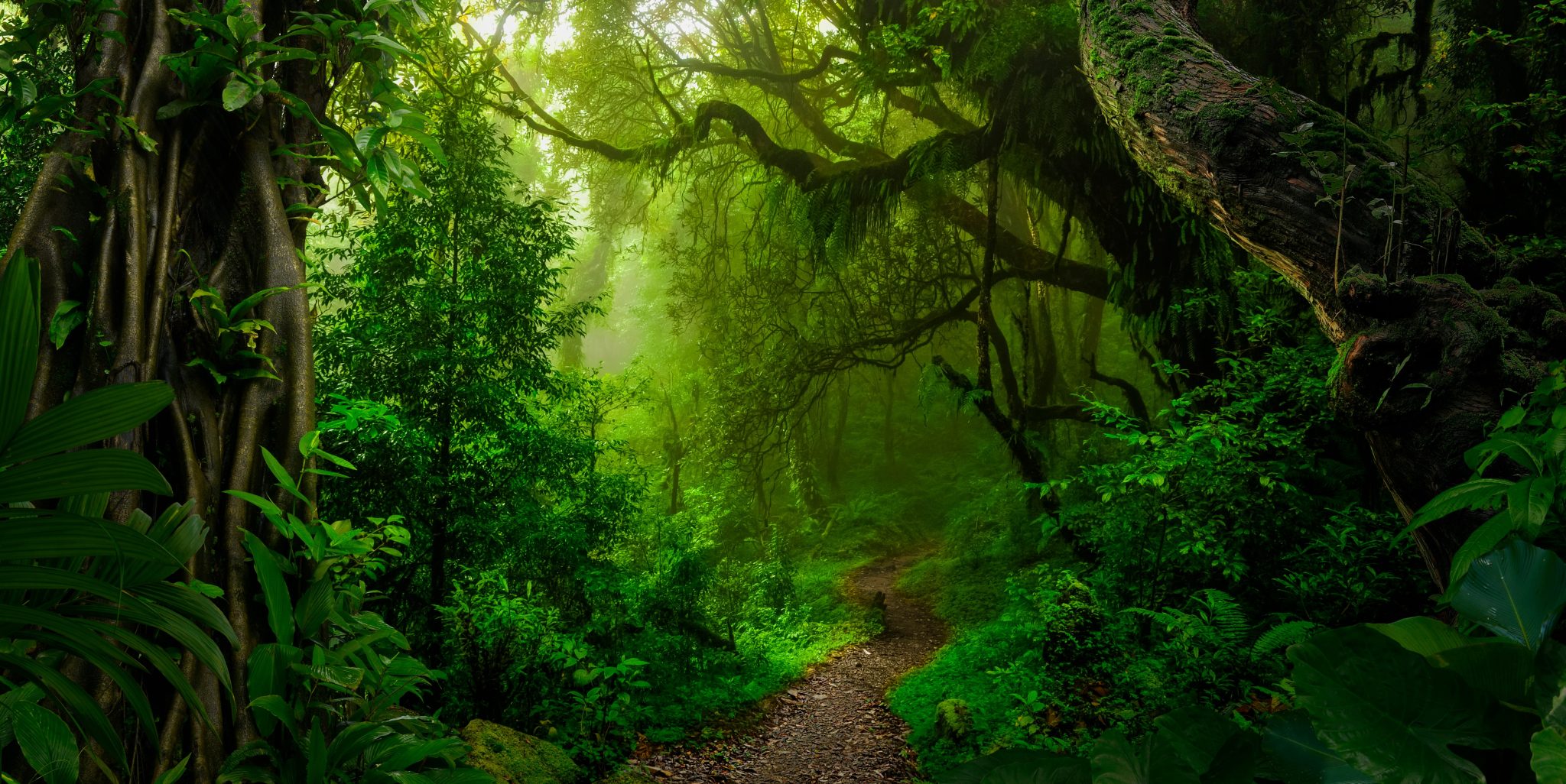 Plantas Y Flores De La Selva Tropical