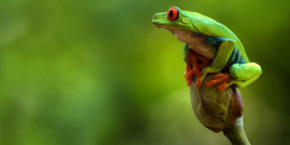 Selva tropical - Características, clima, flora y fauna