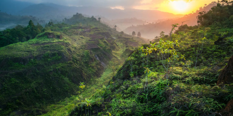 Selva tropical - Características, clima, flora y fauna
