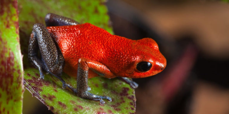 Anfibios - Concepto, origen, tipos, características y ejemplos