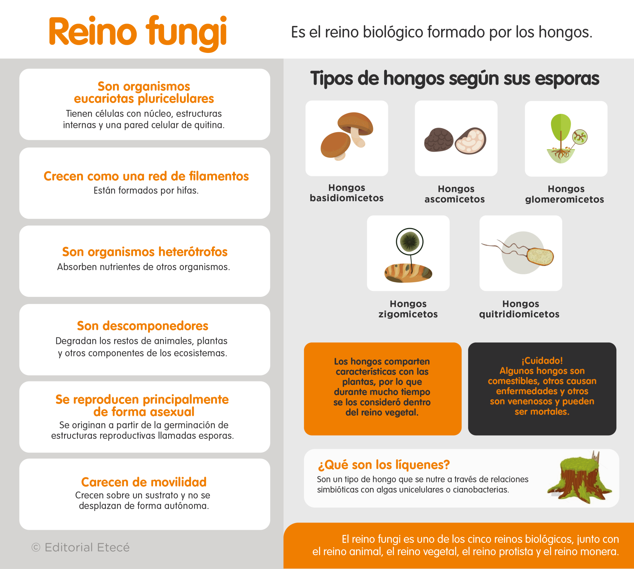 Reino fungi - Qué es, características, tipos y ejemplos
