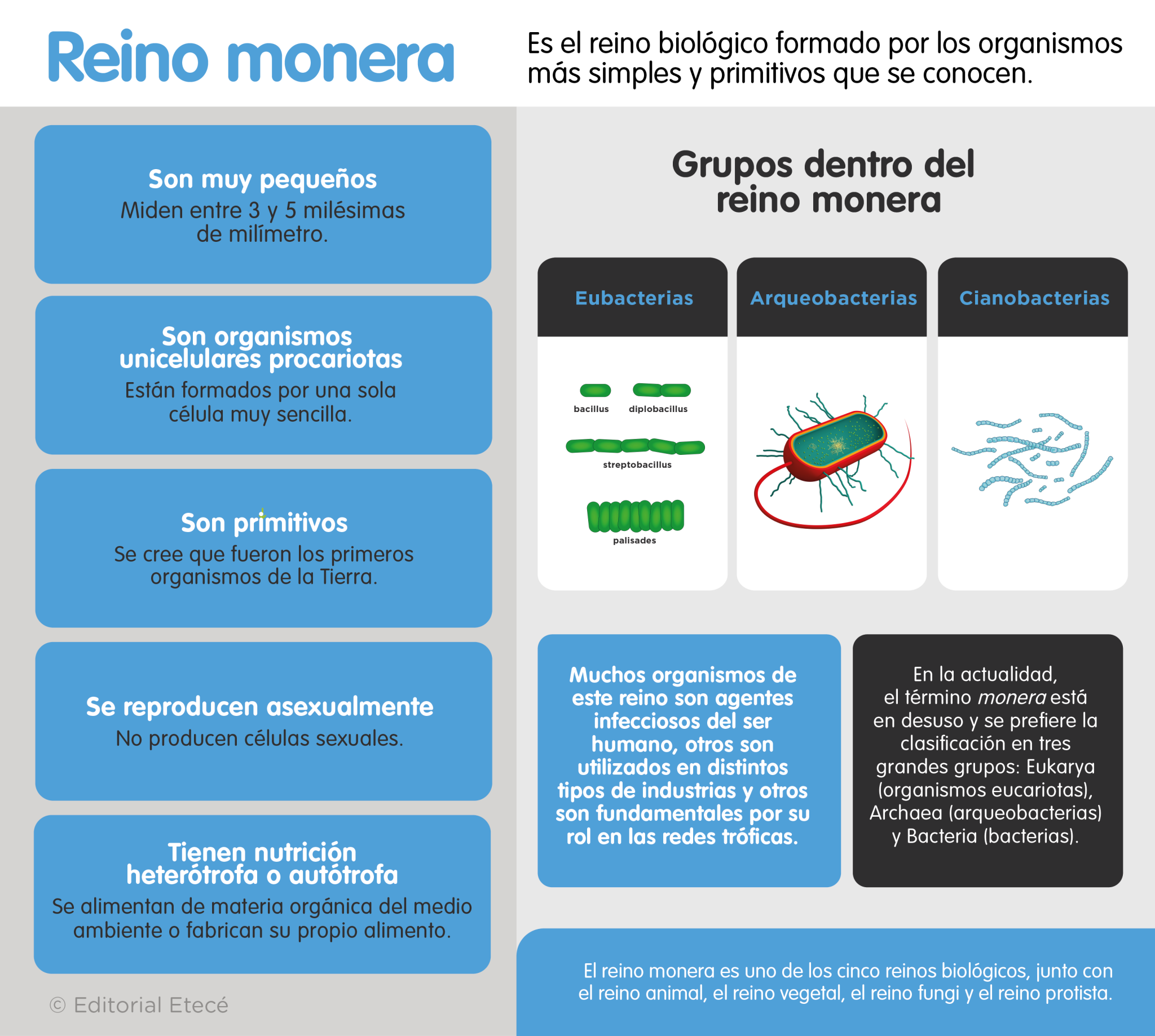 Bacterias - Concepto, tipos, estructura y ejemplos