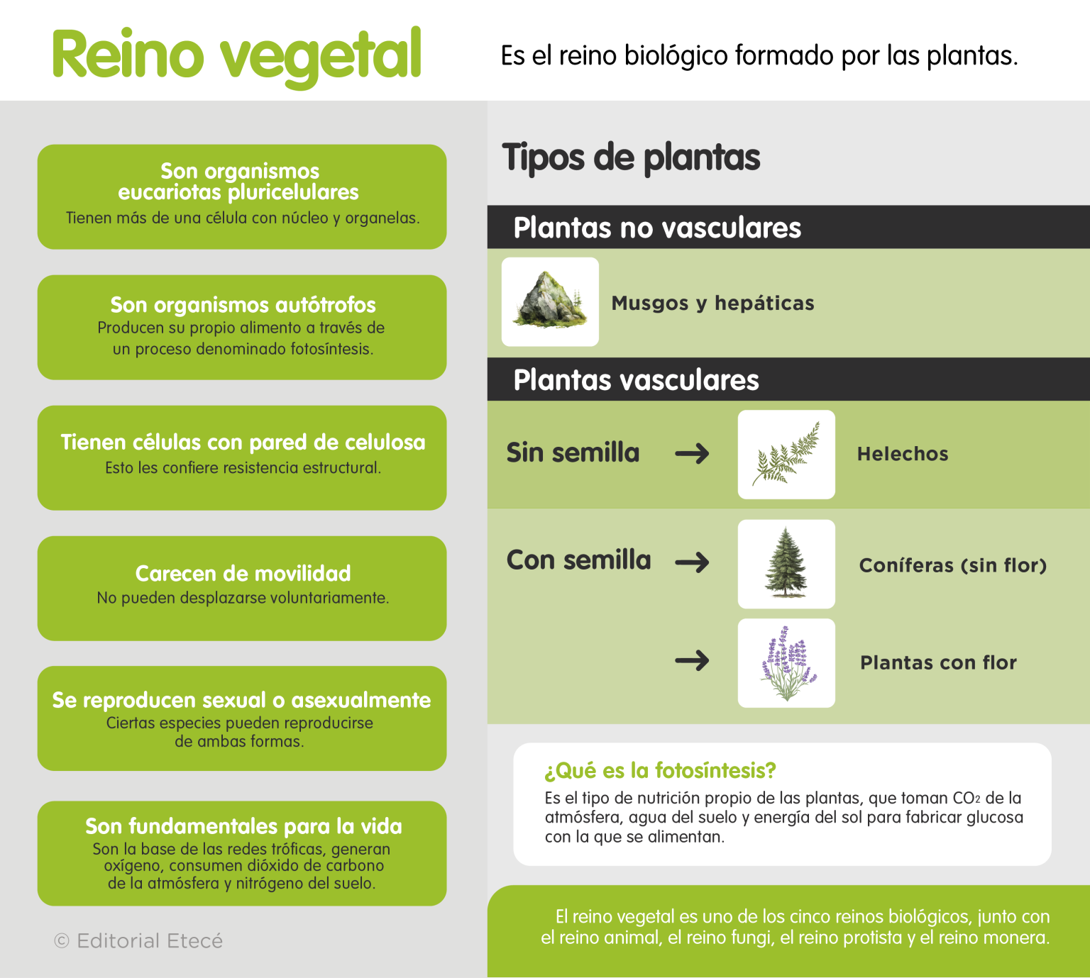 Reino vegetal - Qué es, características y clasificación