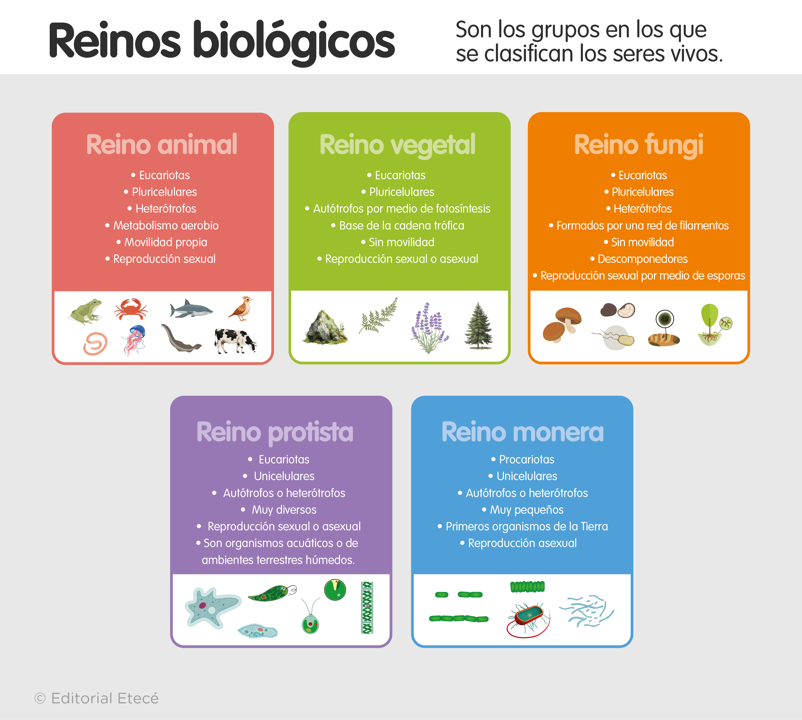 Reinos De La Naturaleza Cu les Son Y Sus Caracter sticas