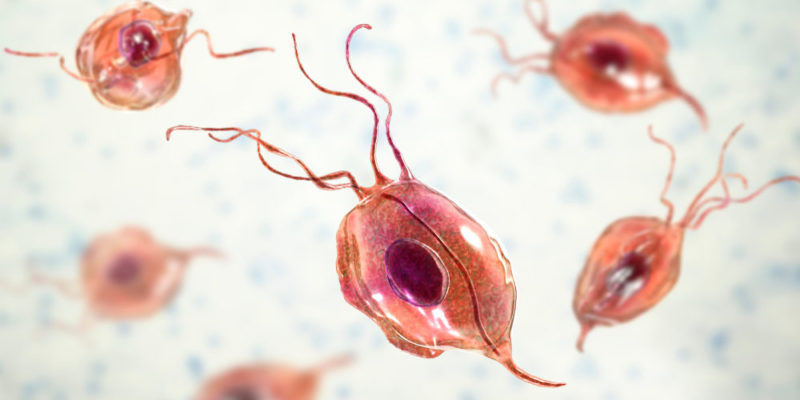 Protozoos: Concepto, Tipos, Características y Ejemplos