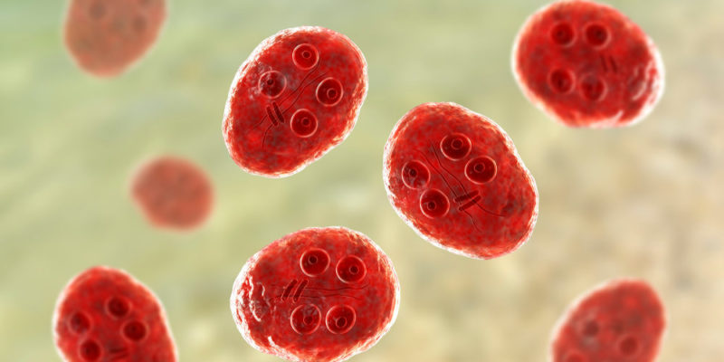 Protozoos: Concepto, Tipos, Características y Ejemplos