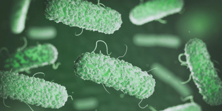 Reino monera - Qué es, características y ejemplos