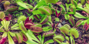 Reino Plantae - Concepto, características y ejemplos