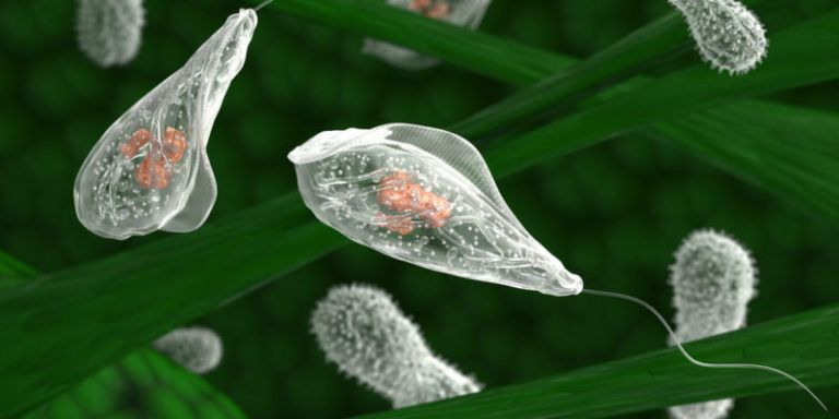 Reino Protista - Concepto, tipos, características y ejemplos