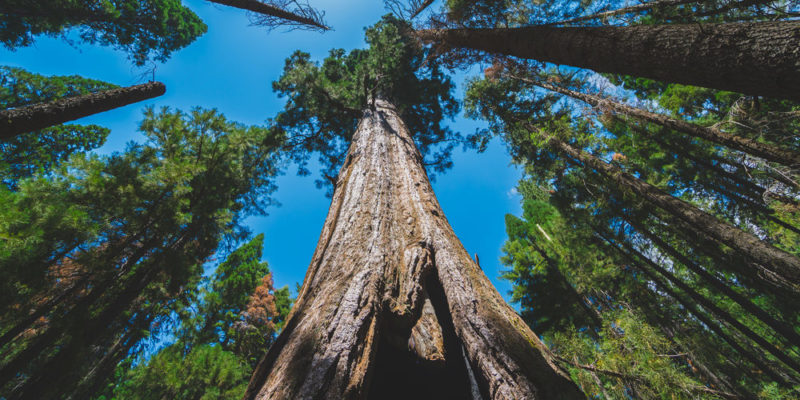 Especie Endémica - Qué es, ejemplos y otras especies