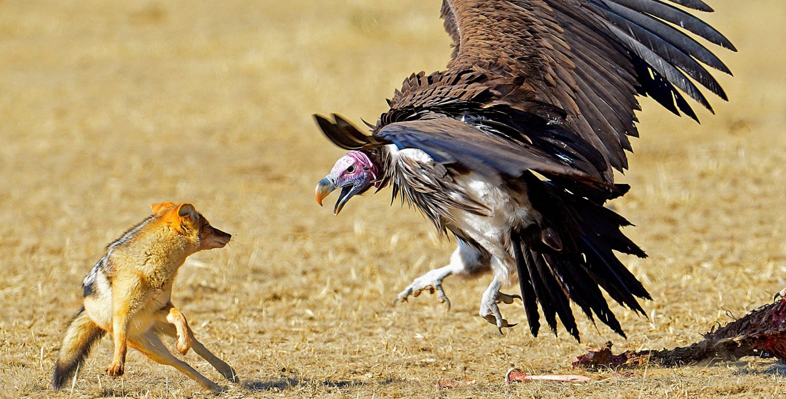Depredación - Concepto, características y ejemplos