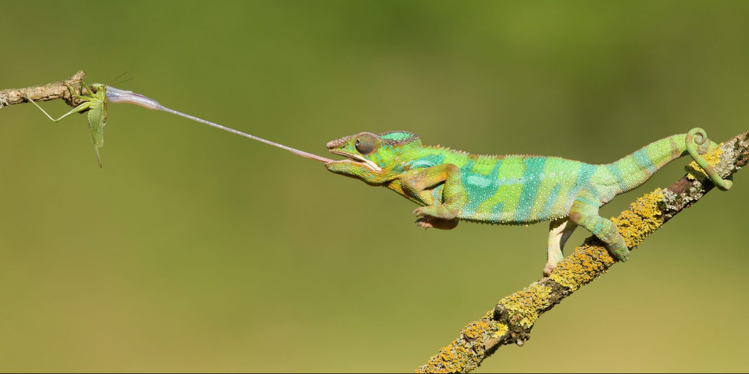 Depredación - Concepto, características y ejemplos