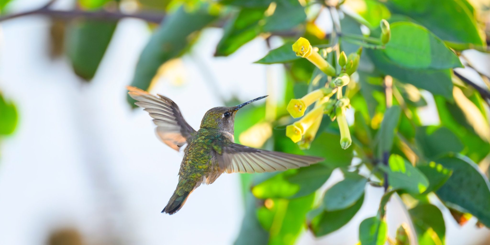 Mutualismo - Concepto, tipos y ejemplos