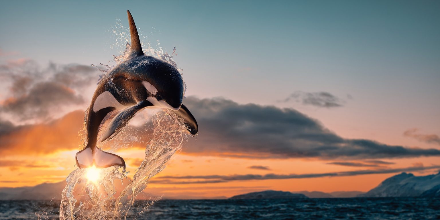 Dominio - Qué es, características y reinos biológicos