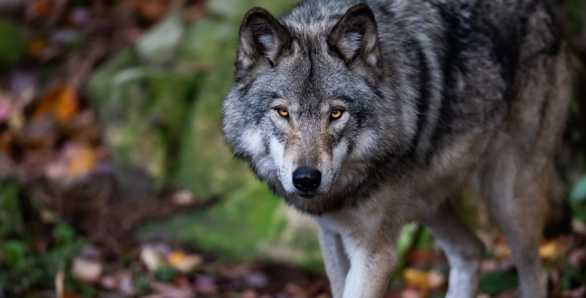 Depredación - Concepto, características y ejemplos