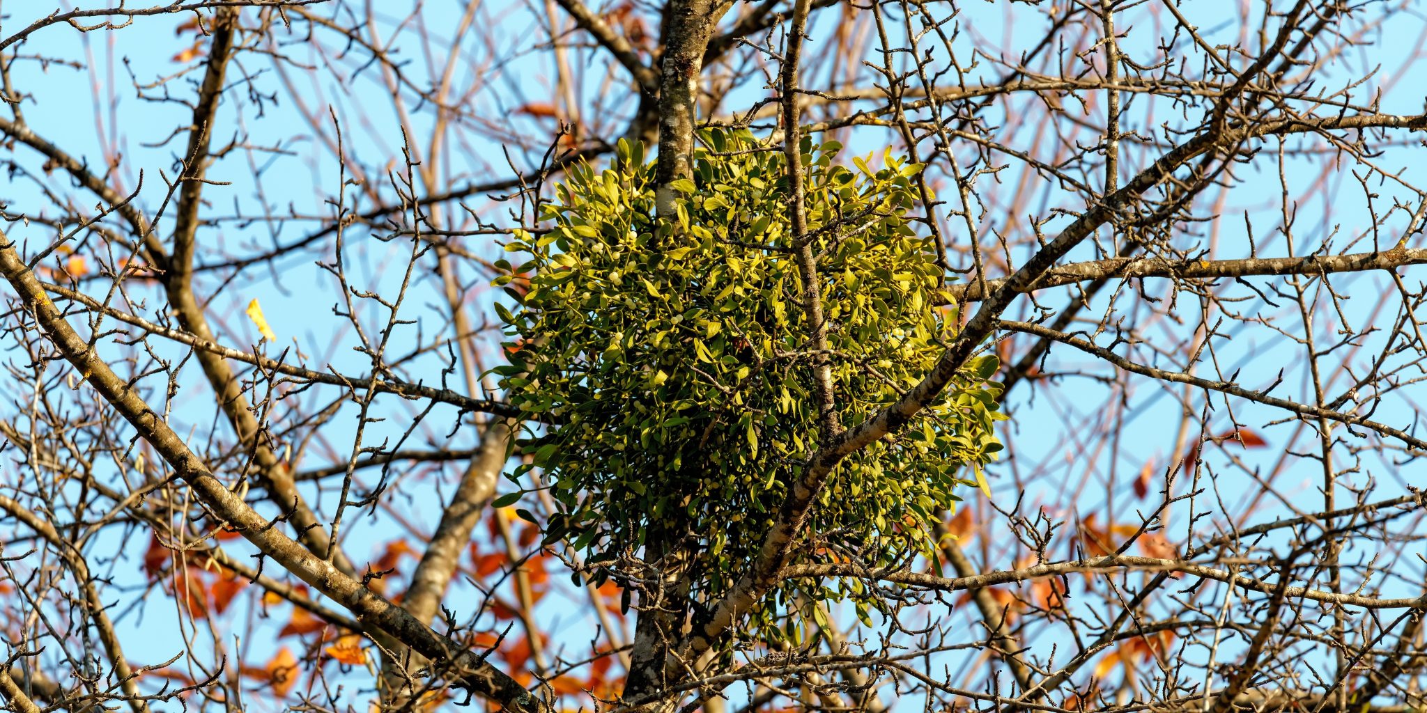 Parasitismo - Qué es, tipos y ejemplos