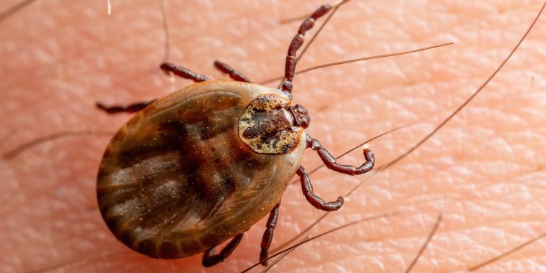 Parasitismo - Qué es, tipos y ejemplos