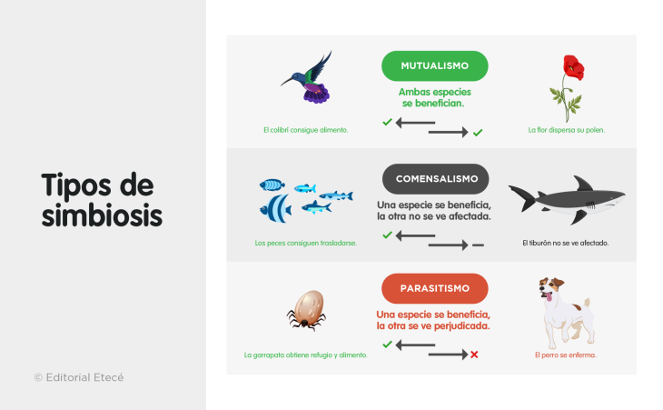 Simbiosis - Concepto, tipos y ejemplos