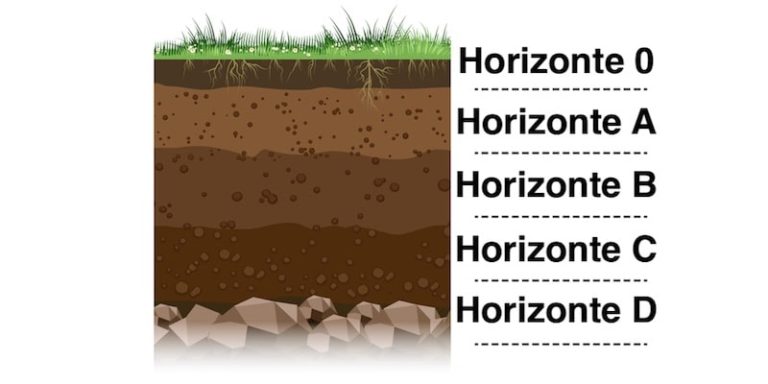 Capas Del Suelo Concepto Horizontes Tipos Y Erosión