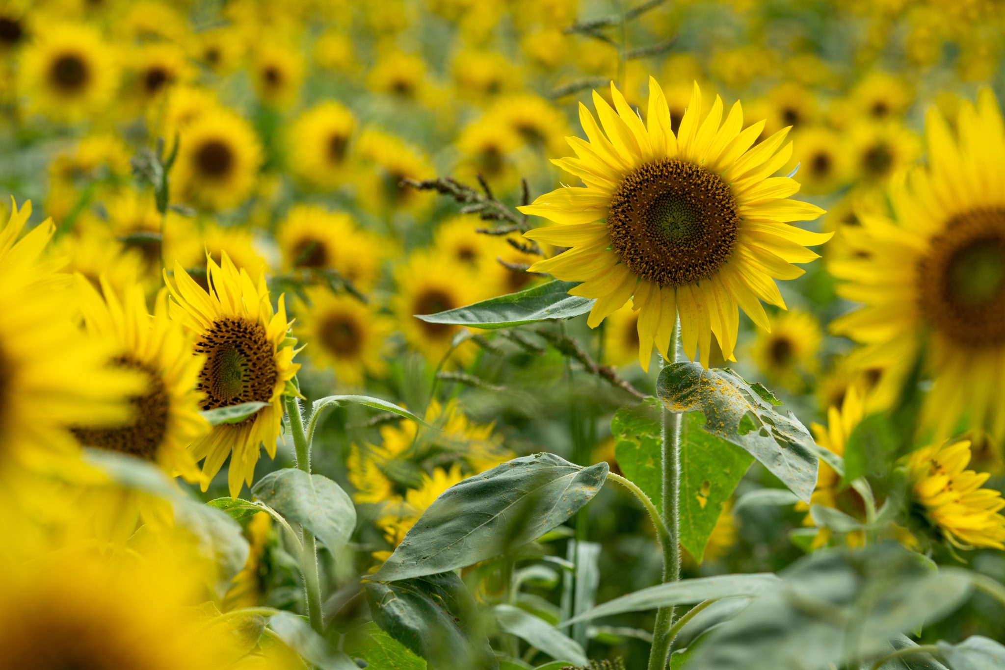Plantas Qué Son Características Tipos Y Partes