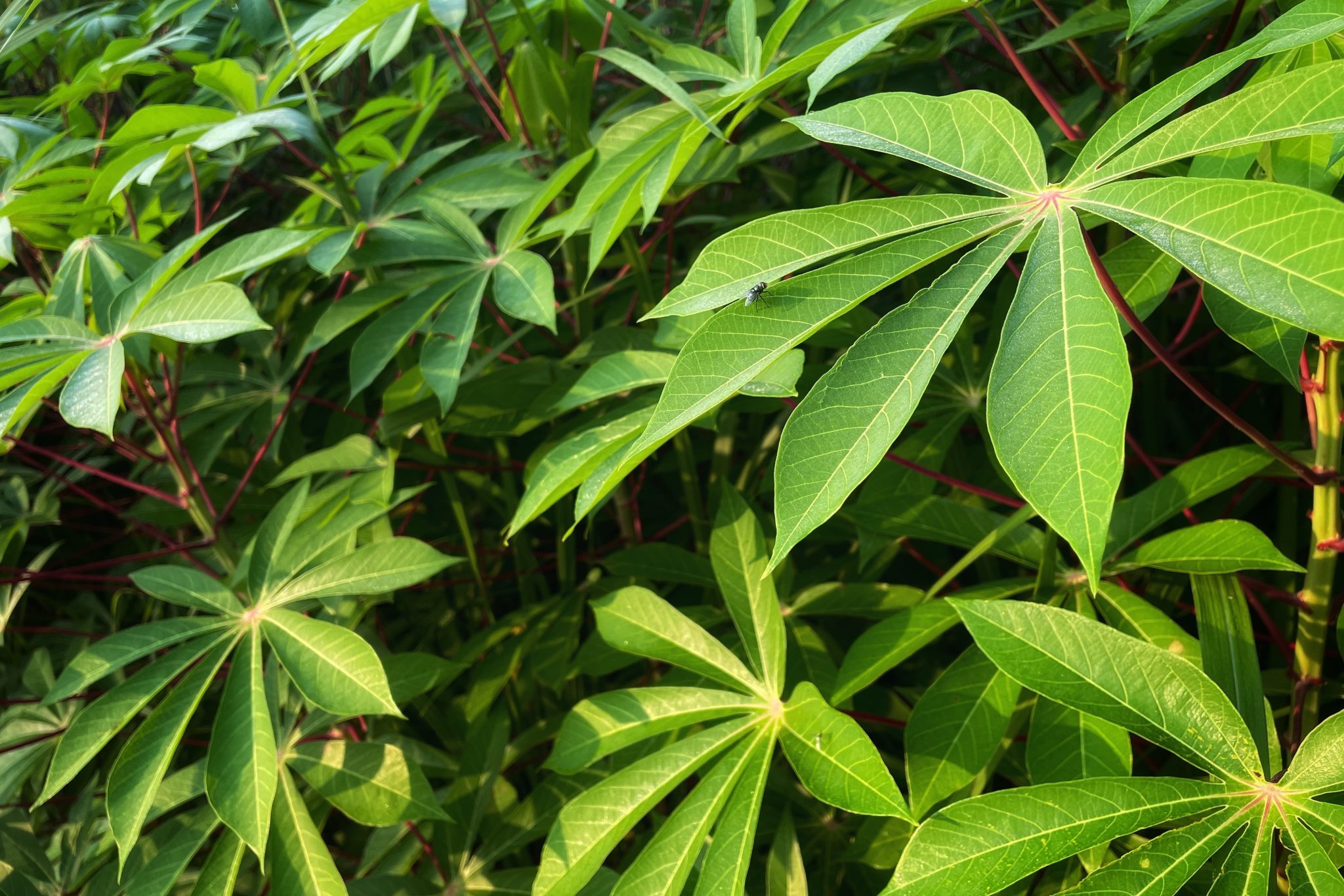 Plantas Qué Son Características Tipos Y Partes