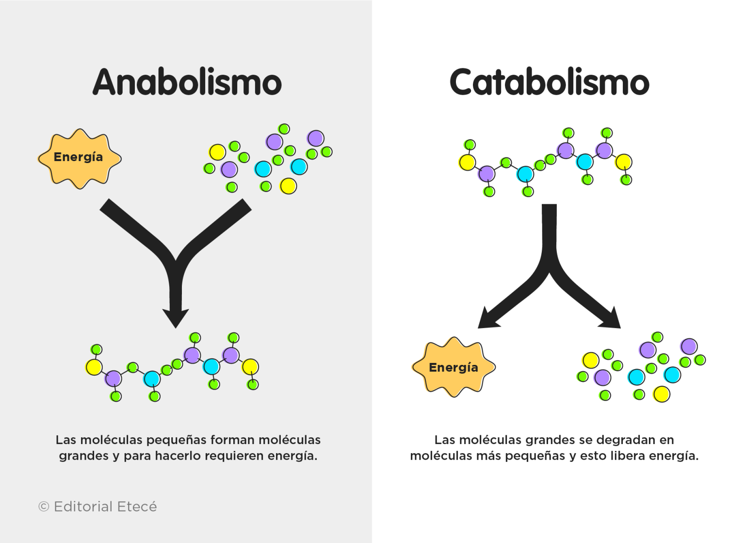 Catabolismo - Concepto, tipos, importancia y ejemplos