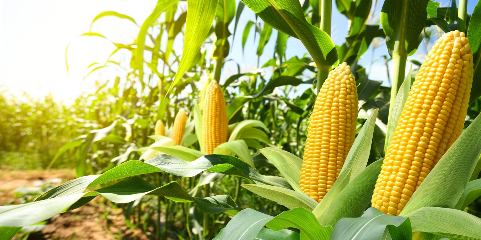 Recursos renovables - Qué son, cuáles son y ejemplos