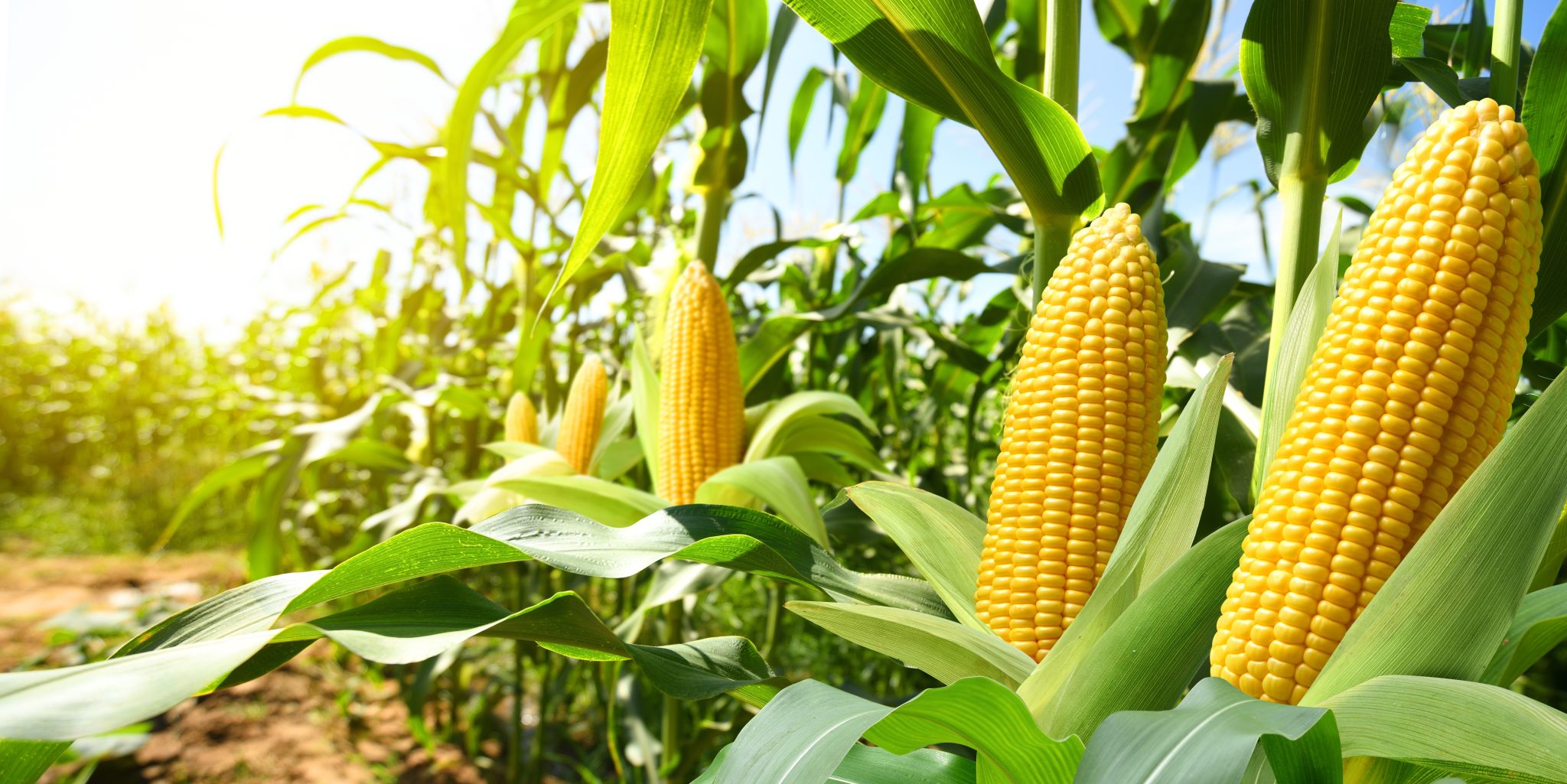 Recursos renovables - Qué son, cuáles son y ejemplos