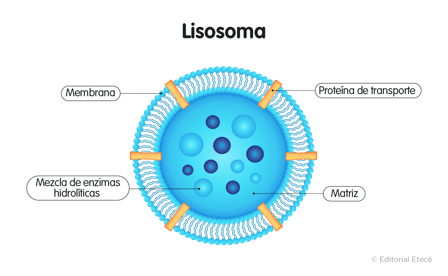Lisosomas - Qué son, características, funciones y estructura