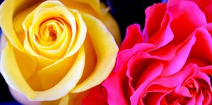 Yuxtaposición - Qué es, concepto, origen, tipos y ejemplos