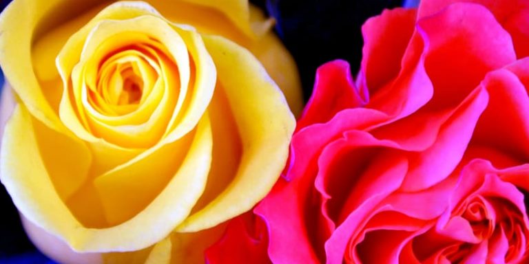 Yuxtaposición - Qué es, concepto, origen, tipos y ejemplos