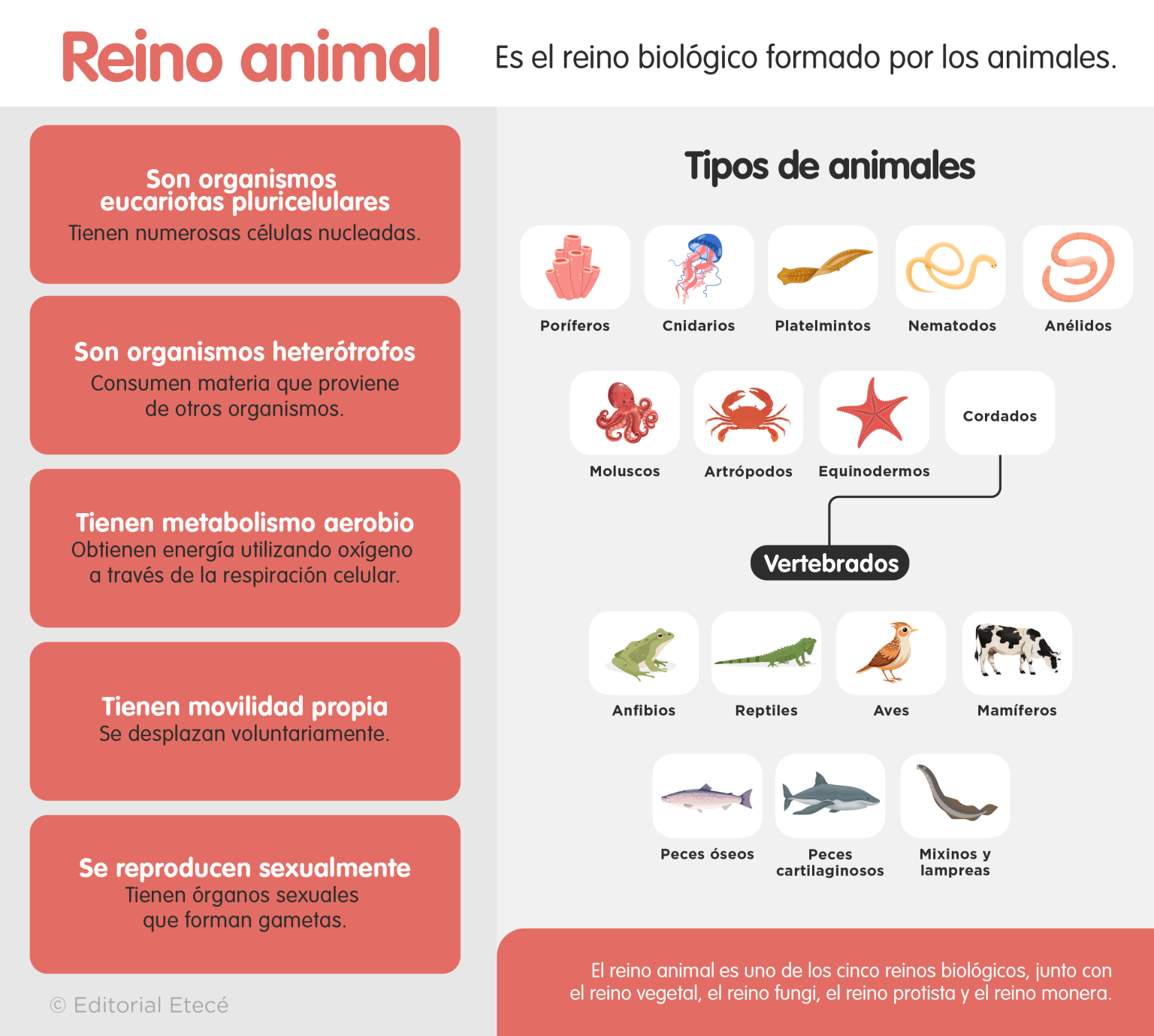 Animales - Concepto, clasificación y características