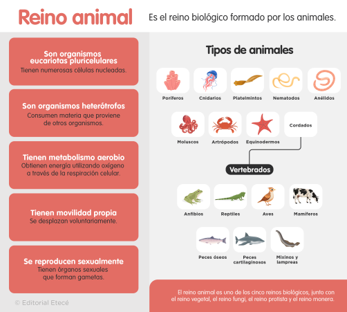 Reino animal - Qué es, características y clasificación