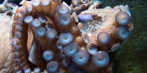 Pulpo (animal) - Información, reproducción y características