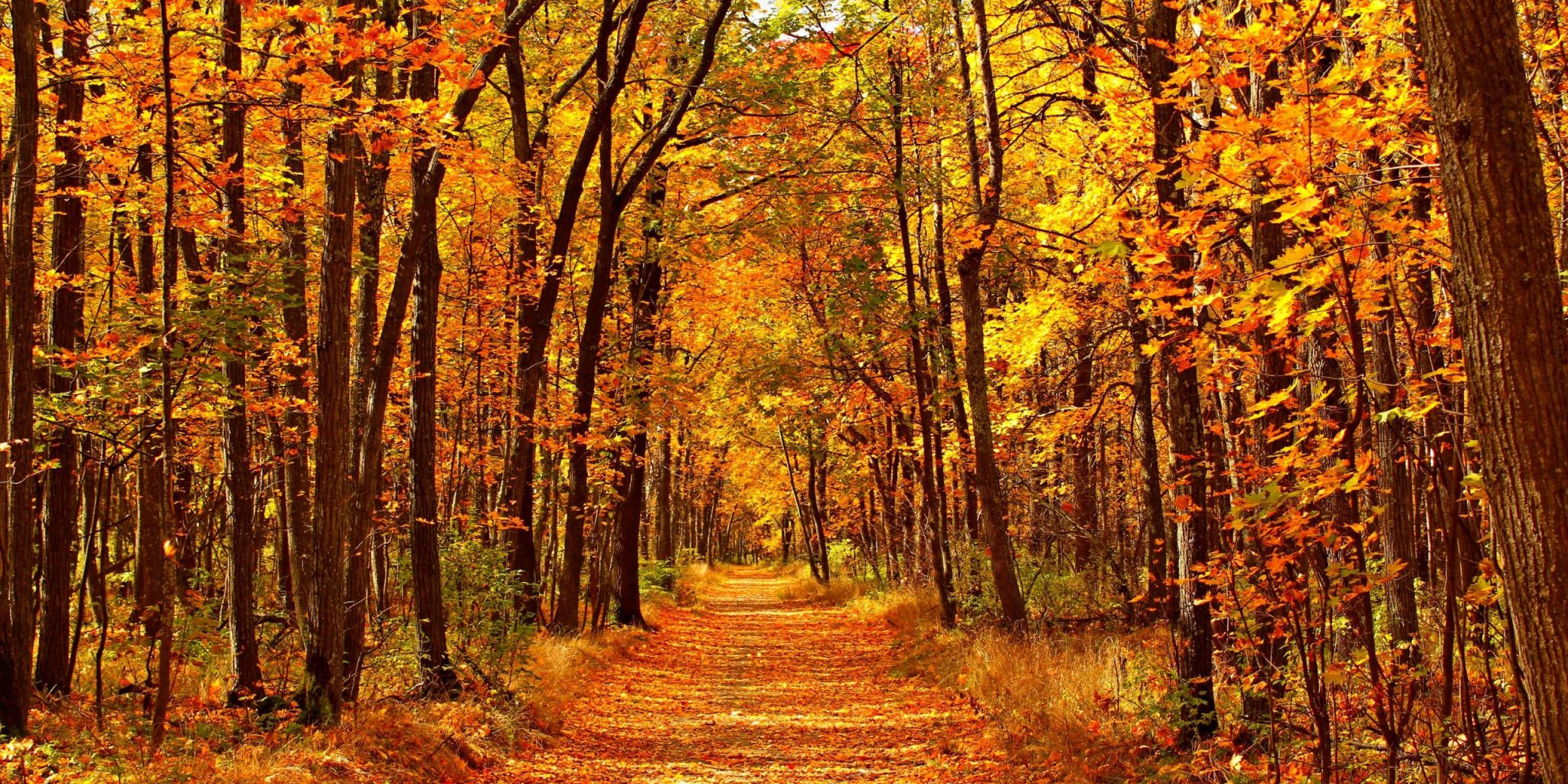 Otoño - Concepto, características, duración y simbología