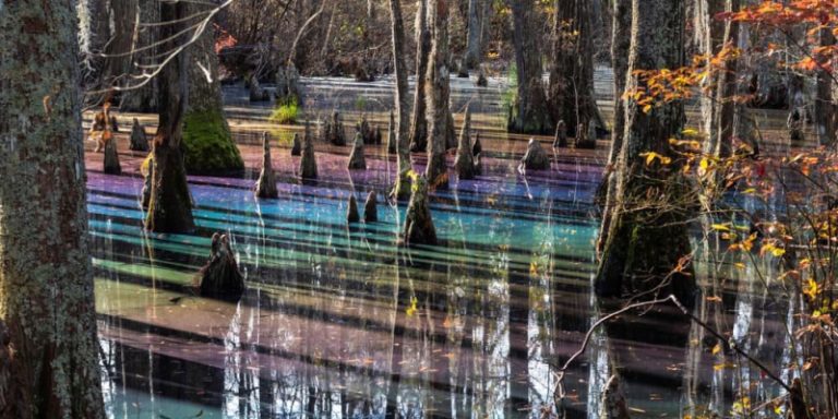 Pantano - Concepto, formación, flora, fauna y ejemplos