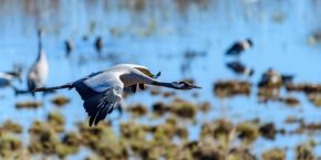 Pantano - Concepto, formación, flora, fauna y ejemplos
