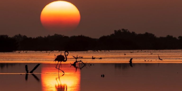 Tipos de ecosistemas - Cuáles son, características y ejemplos