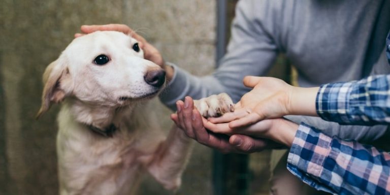 Misericordia - Concepto, religión y otros usos del término