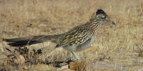 Regiones naturales de México - Ubicación y características