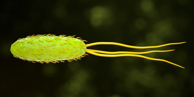 Arqueas (o Archaea) - Qué son, características y tipos