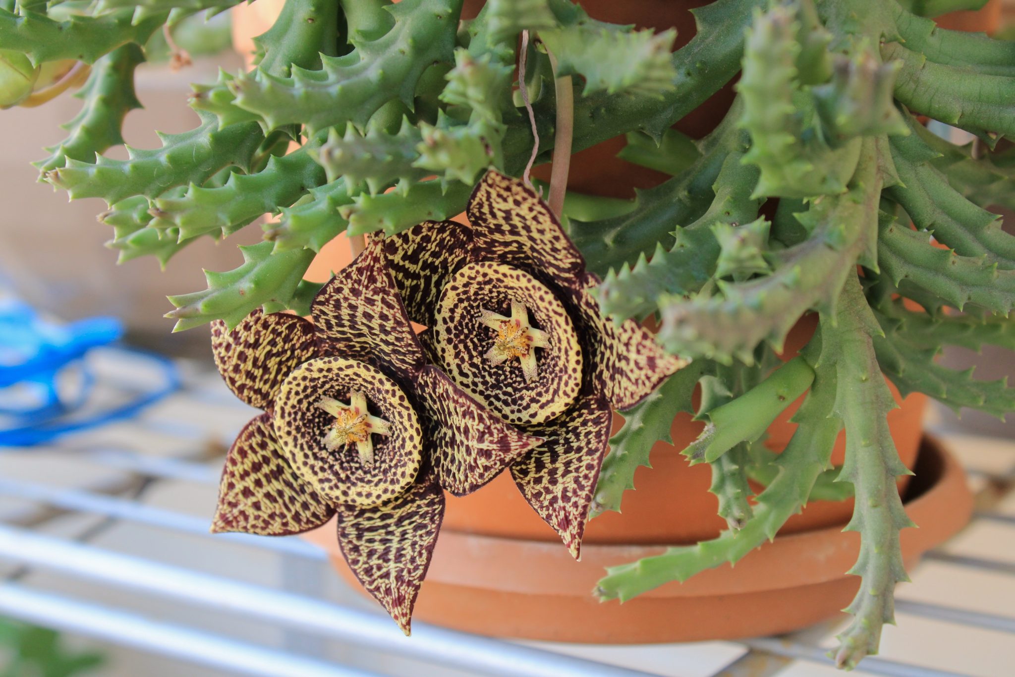 Flora - Qué es, sus características y tipos